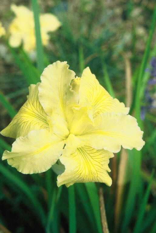 Pacific Coast Native Iris by Harry Hill - BC Iris Society
