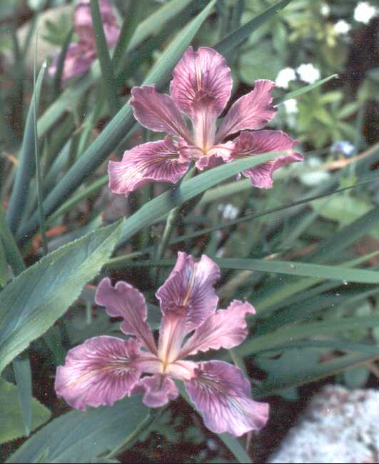 Pacific Coast Native Iris by Harry Hill - BC Iris Society